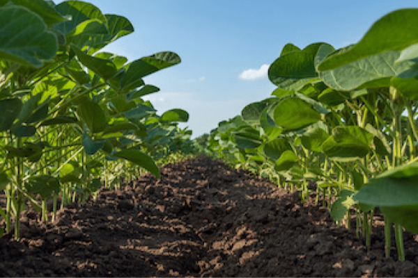 Bioengineered Testing (GMO) - GMO Food Testing Within 2 days